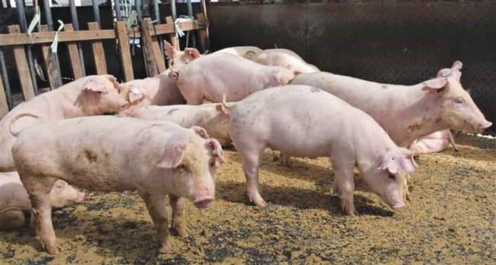 NegOcc renews support for P10-B swine, livestock industries