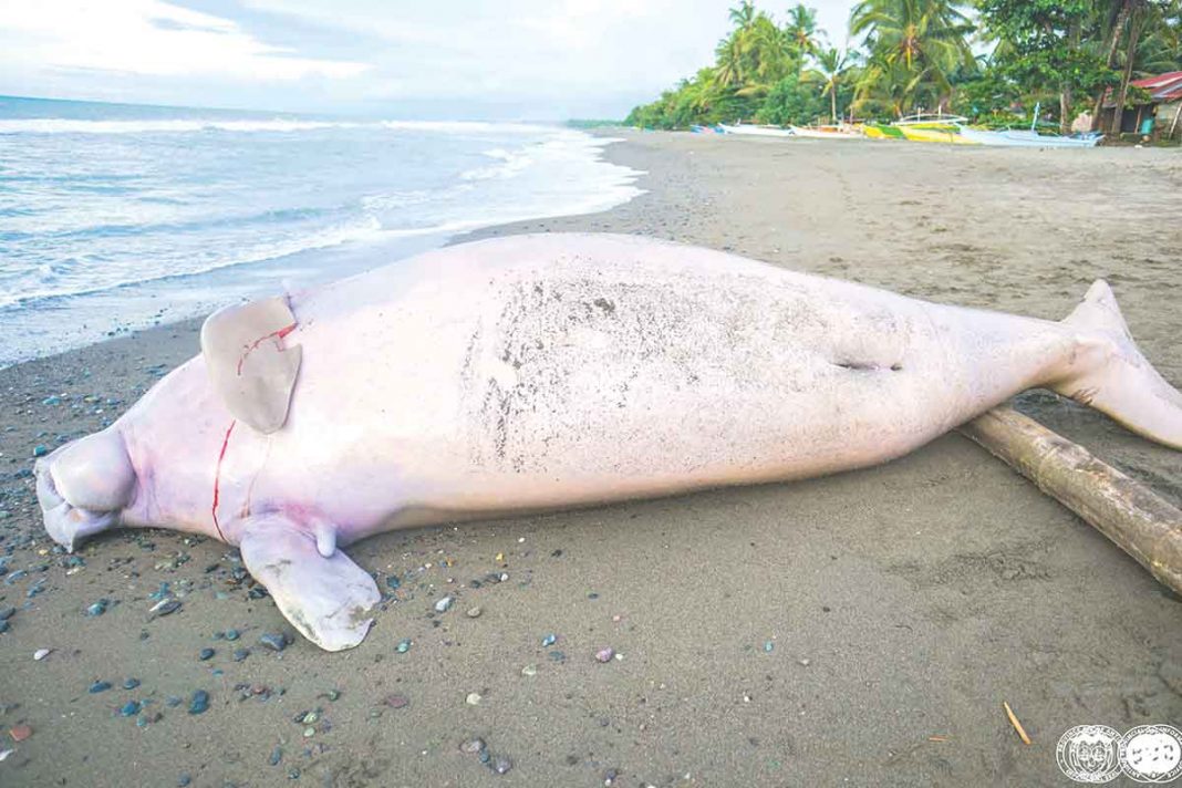 Dead ‘dugong’ washes ashore in Belison