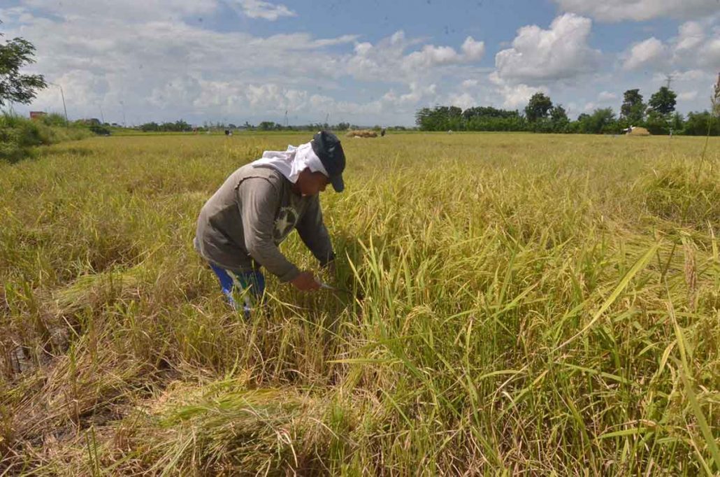 Local rice farmers complain of low ‘palay’ price