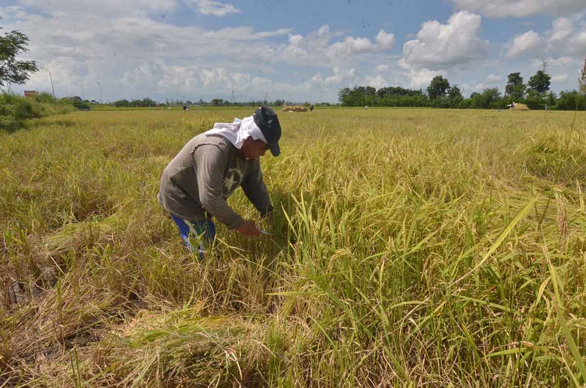 Local rice farmers complain of low ‘palay’ price