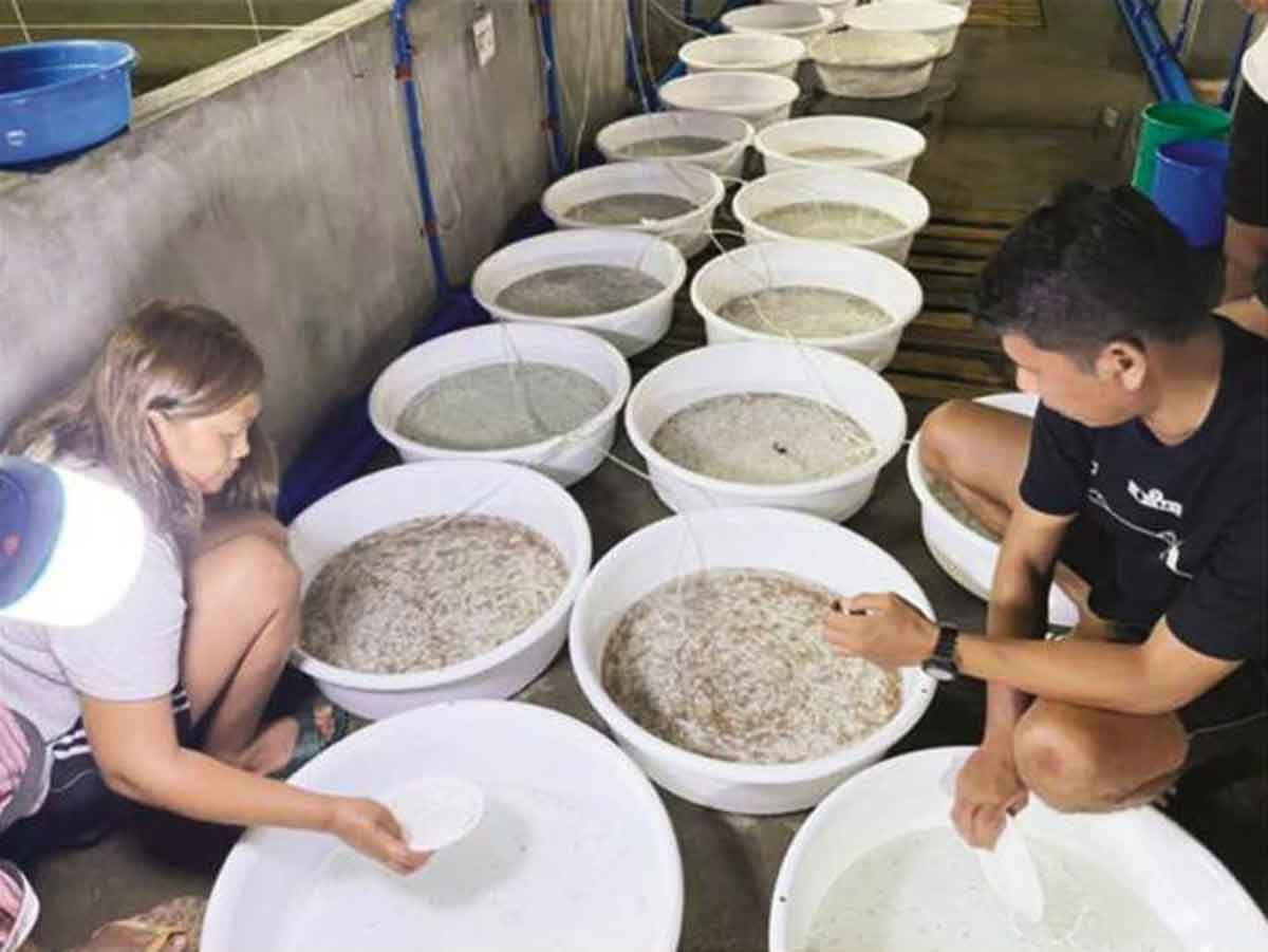 LGU-funded, operated nursery to boost aquaculture in Aklan