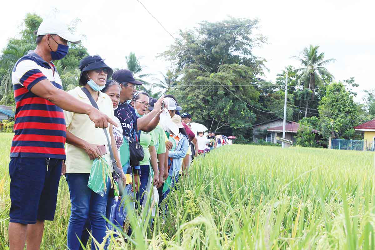 100-hectare demo farm pushes hybrid rice adoption in Calinog