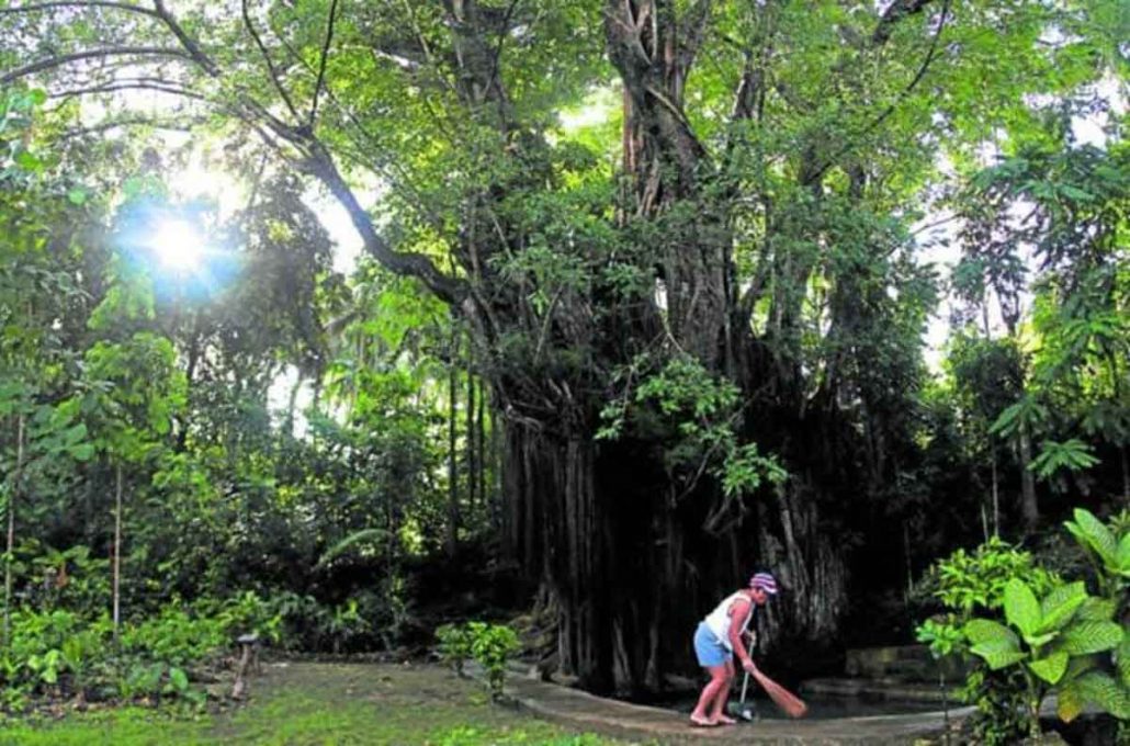 Balete tree’s eeriness makes it ‘least endangered’