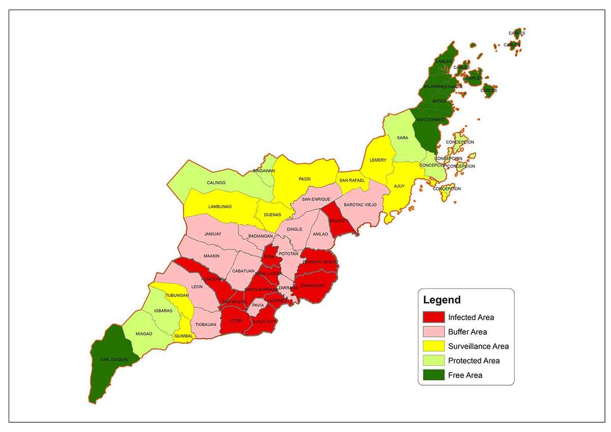 Iloilo province’s Banate, Barotac Viejo towns log ASF cases, too