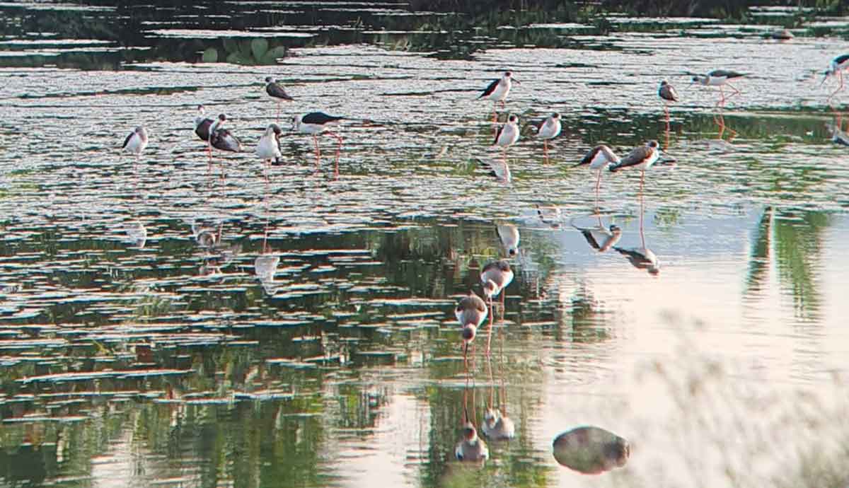 Antique conducts Asian Waterbird Census