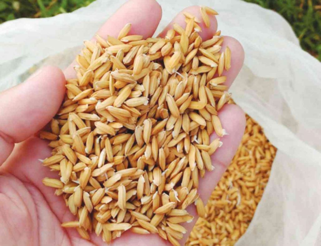 WV to get 430K bags certified ‘palay’ seeds