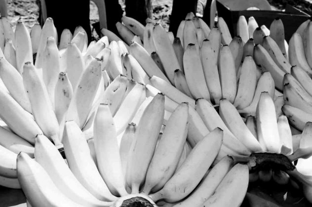 Lambunao eyes to revive banana industry