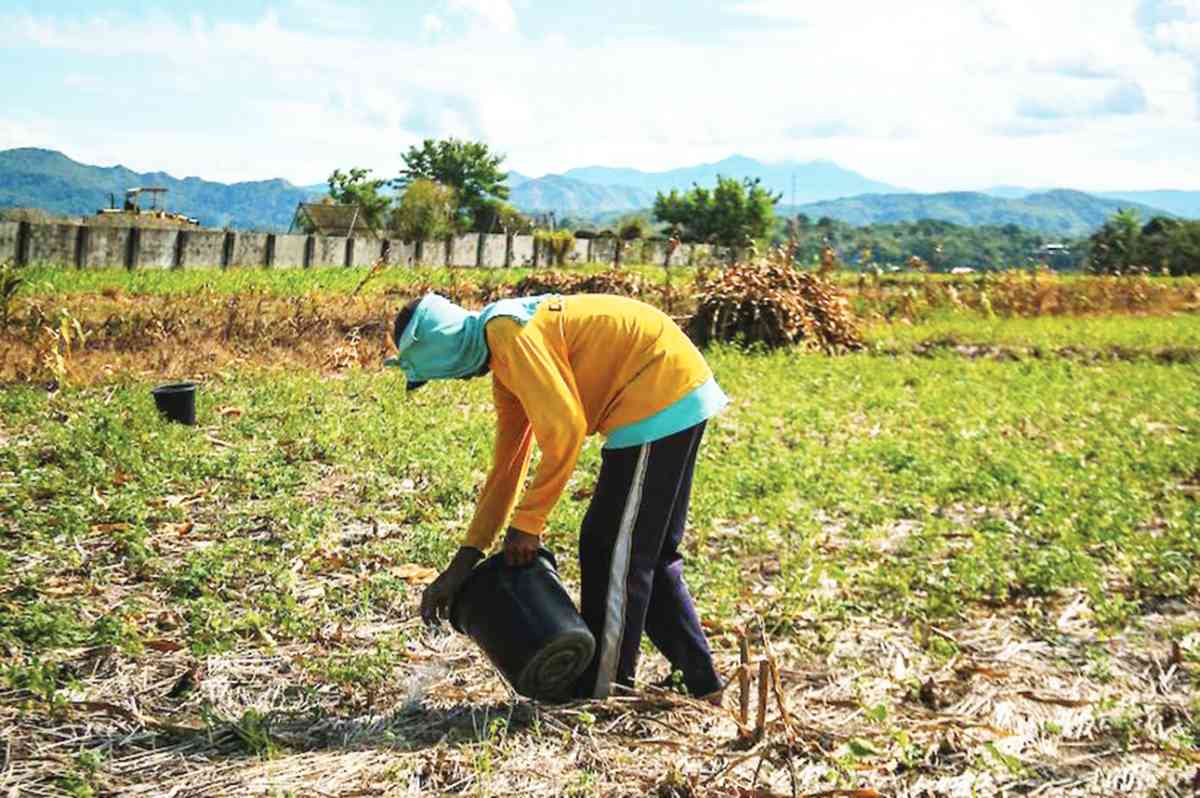 Biofertilizer Use Eyed After Tests Yield Positive Results