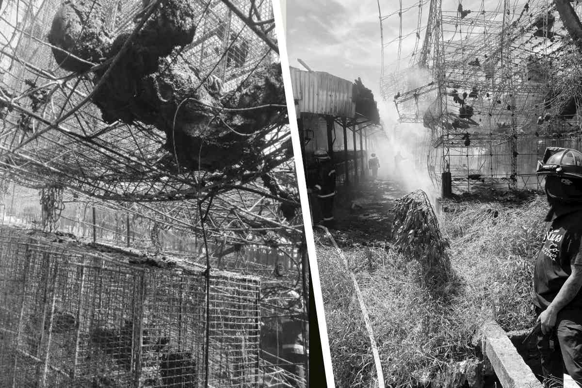 1 dead in poultry farm fire, leaves P2.6-M damage