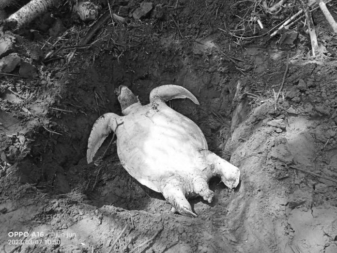 70-kilo dead sea turtle washed ashore