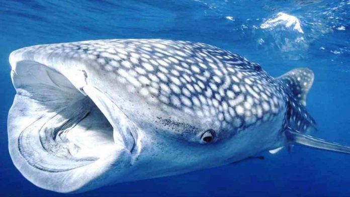 Ocean treaty: Historic agreement reached after decade of talks