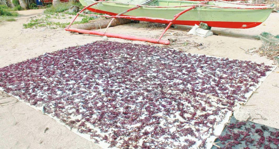 ILOILO SEEKS TO REVIVE SEAWEED INDUSTRY; Prov’l gov’t to hold first ...