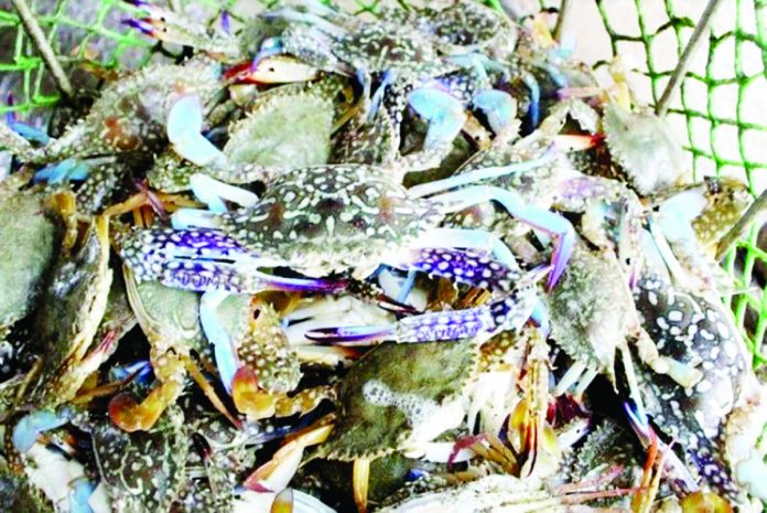 NegOcc town eyes multi-species marine hatchery