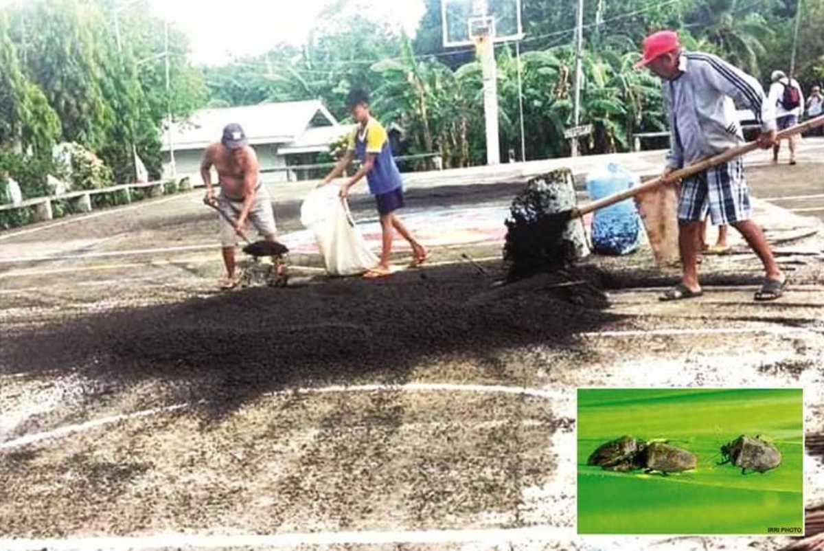 RICE BLACK BUGS ATTACK; 3 Iloilo towns report infestation