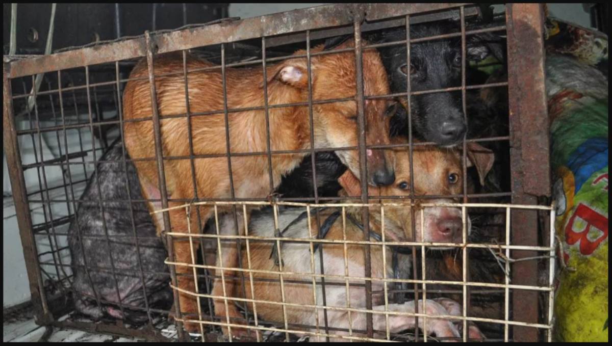 Amid neglect, cruelty concerns, city gov’t mulls forming Animal Welfare ...