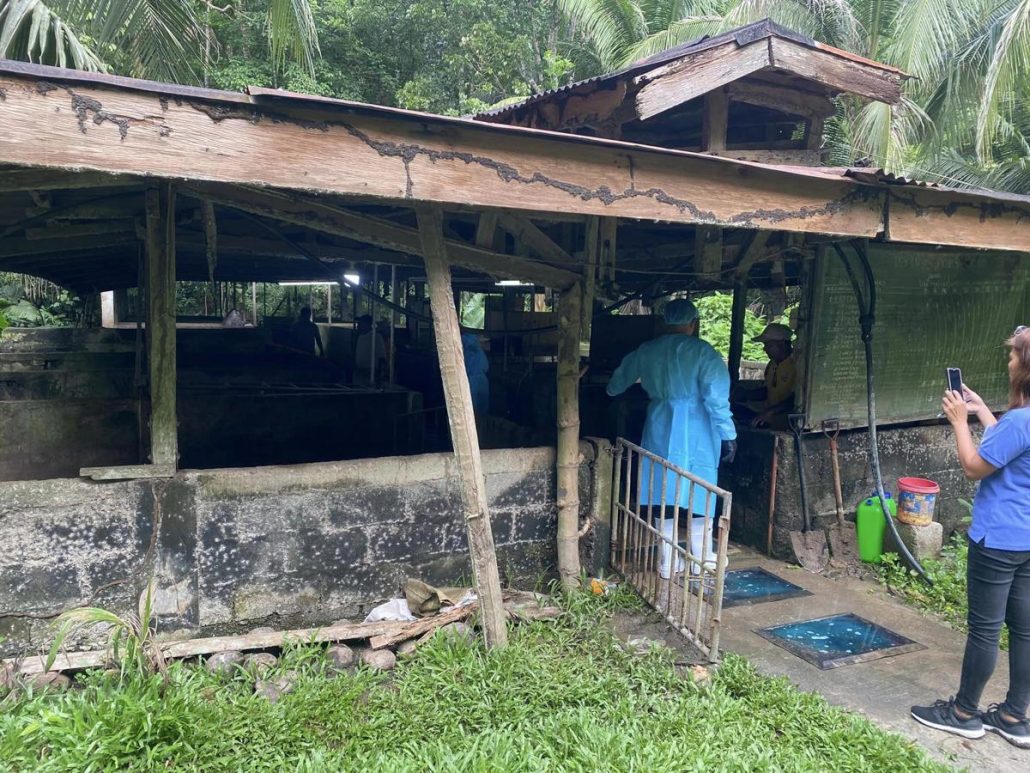 Antique town declares state of calamity due to ASF