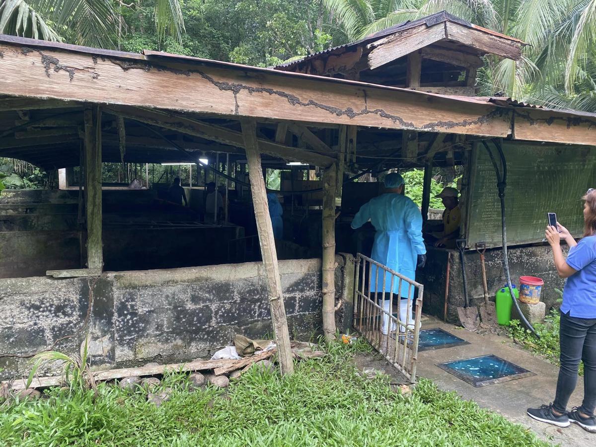 Antique town declares state of calamity due to ASF