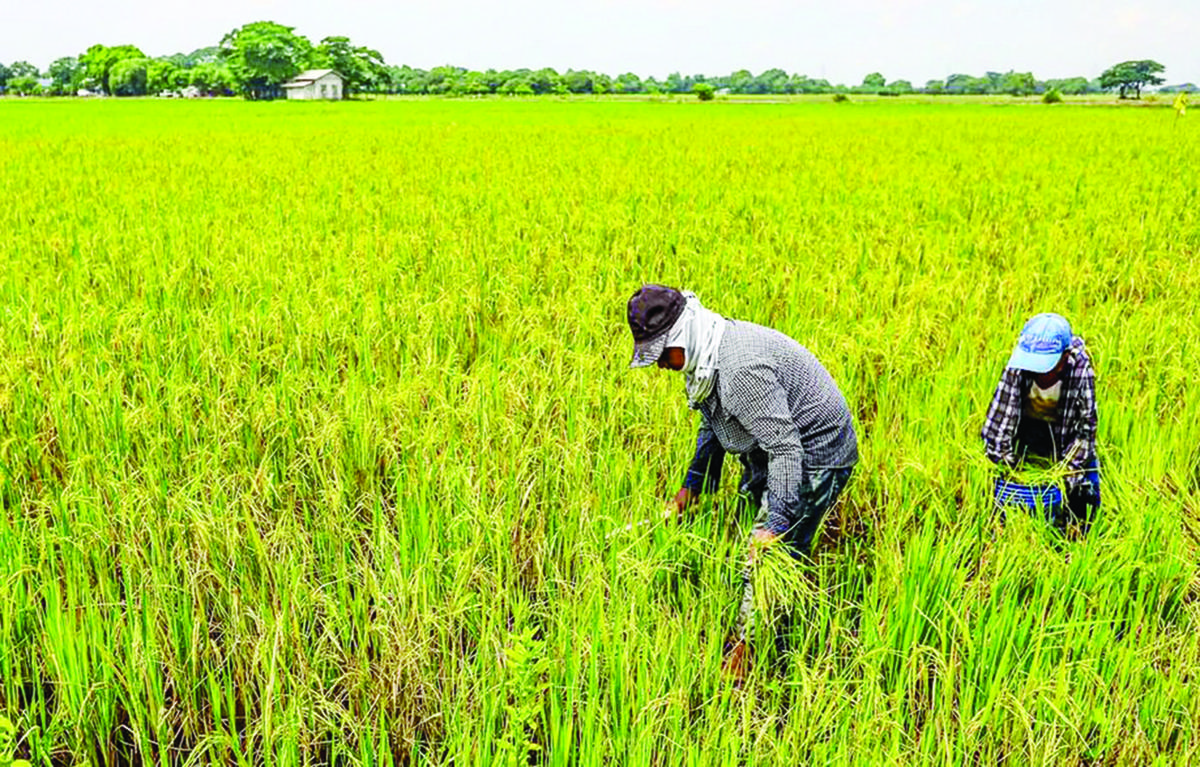Marcos OKs Masagana program for high rice sufficiency level