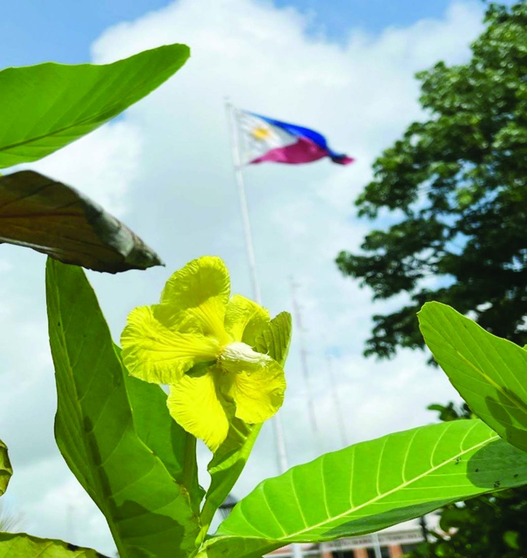 Native trees to adorn highway to Iloilo Airport
