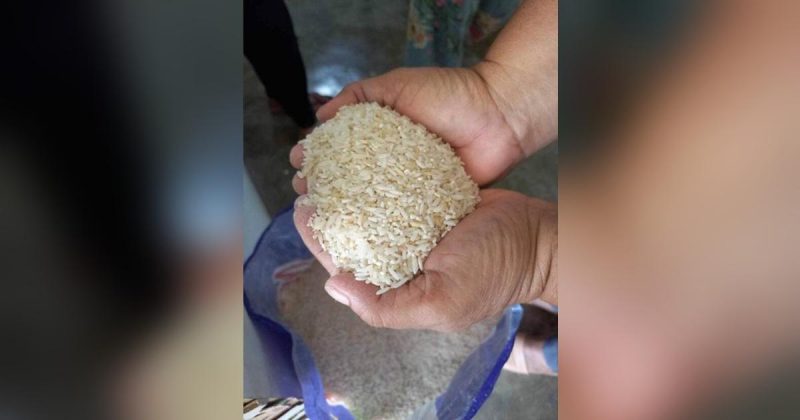 Investigation into teachers’ ‘inedible rice’ sought
