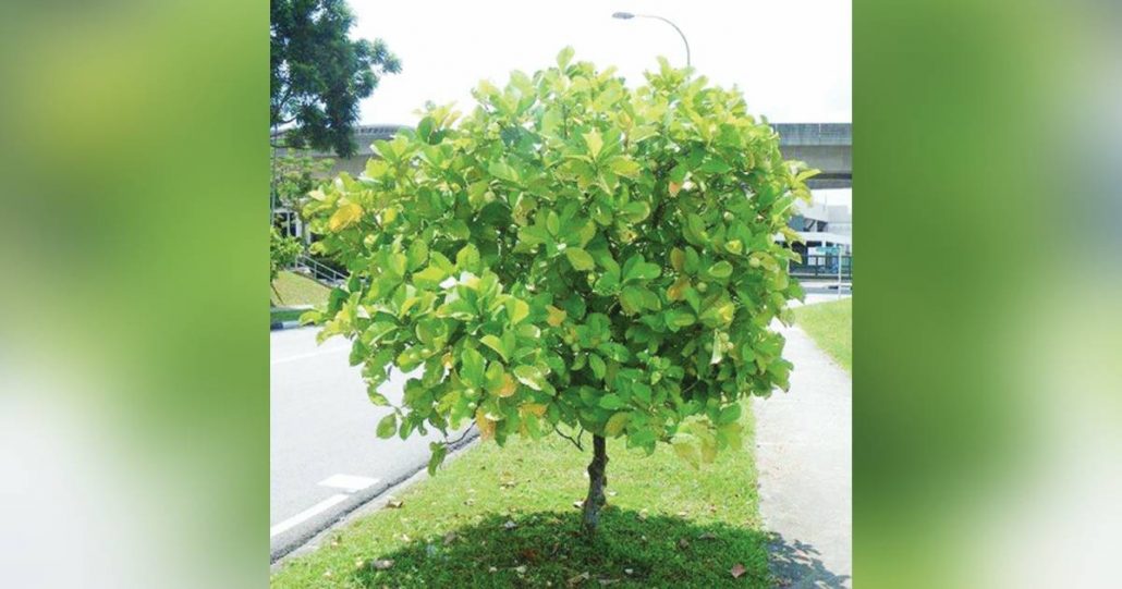 Native trees to adorn highway to Iloilo Airport