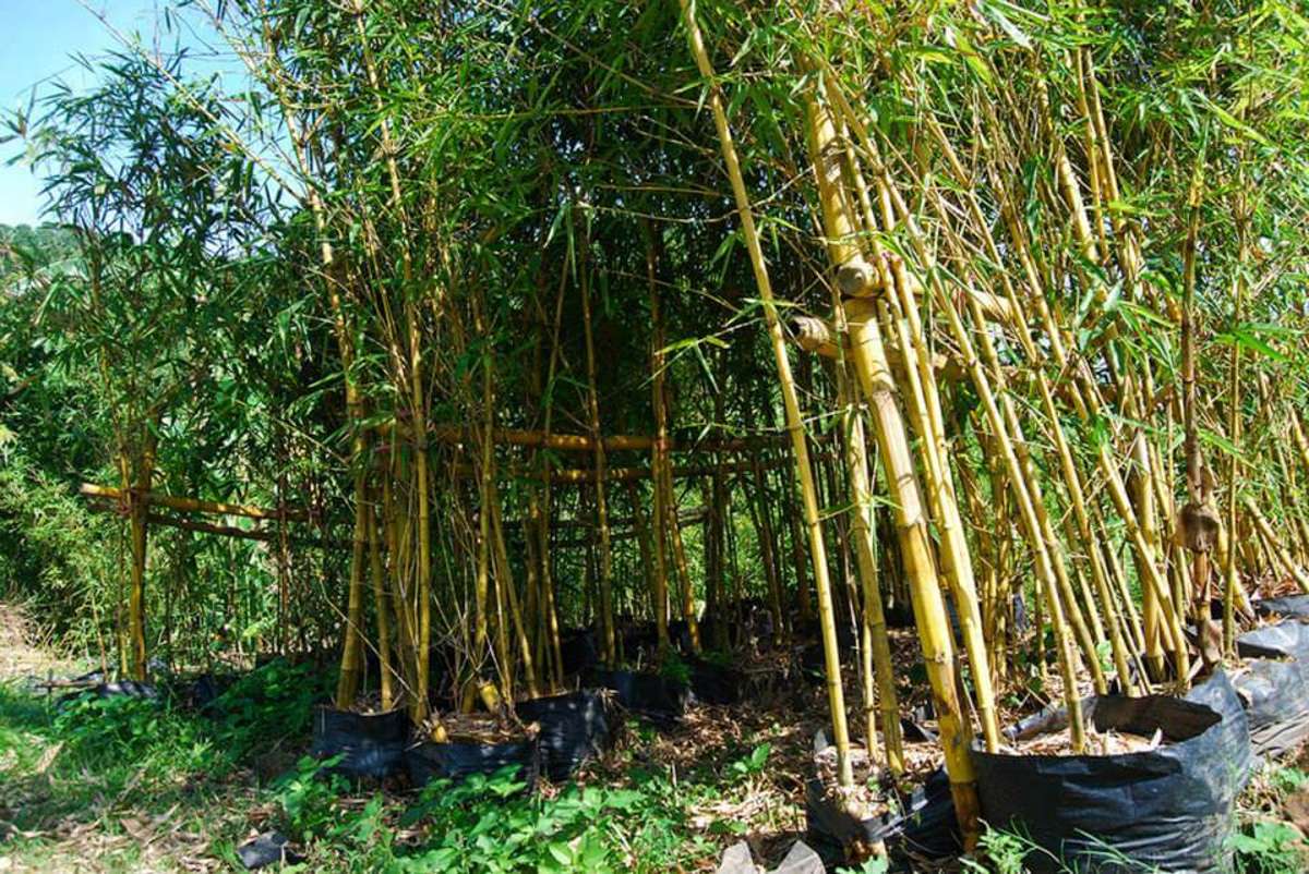 Stakeholders rally support for bamboo bill's Senate passage