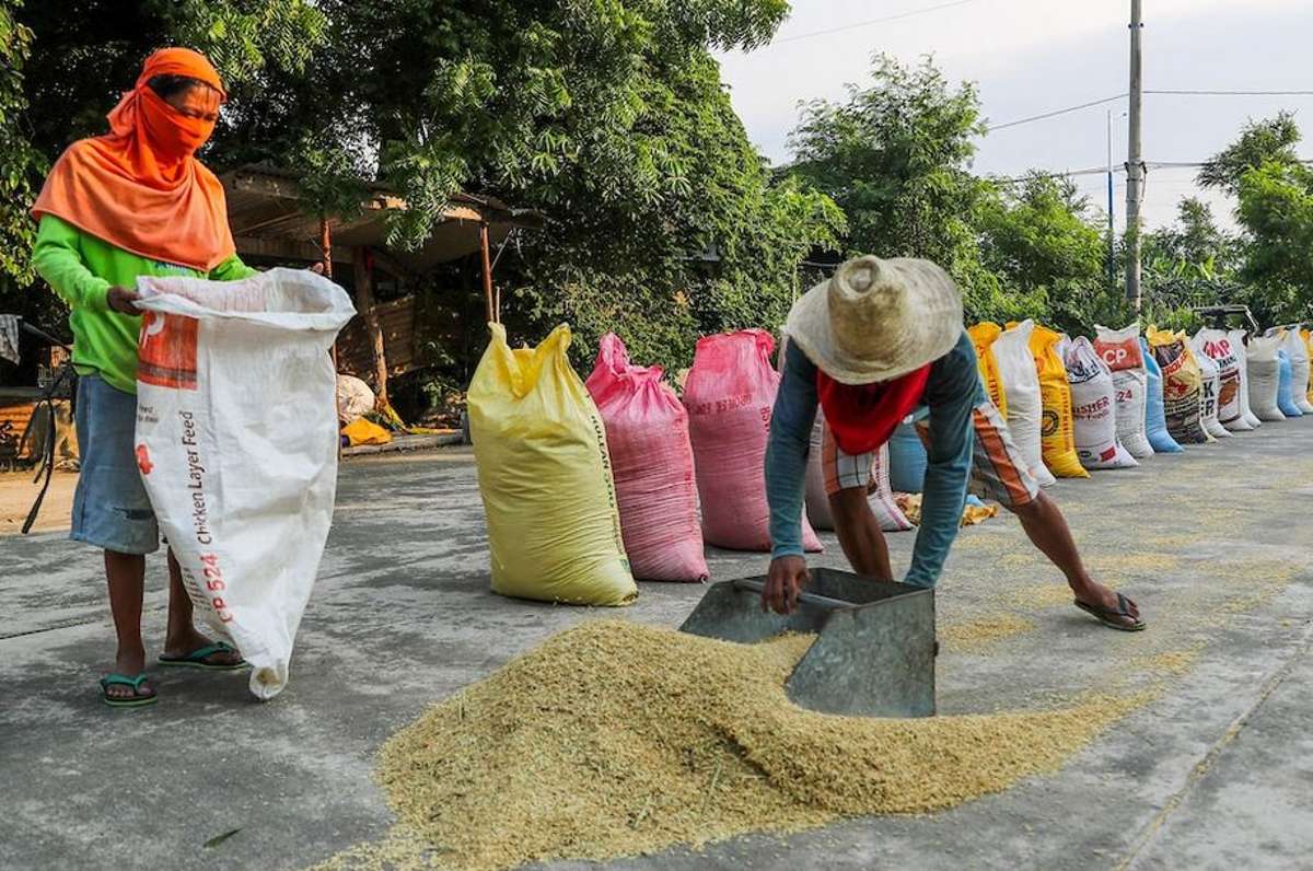 TO INCREASE RICE PRODUCTION, Iloilo’s goal: 60K hectares of land farmed ...