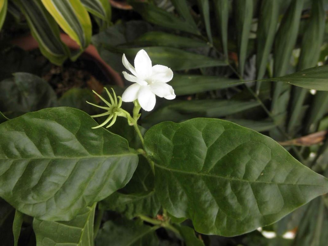 Ilonggos urged to plant prickly narra, single sampaguita