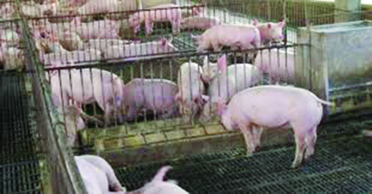 San Carlos City records first ASF case