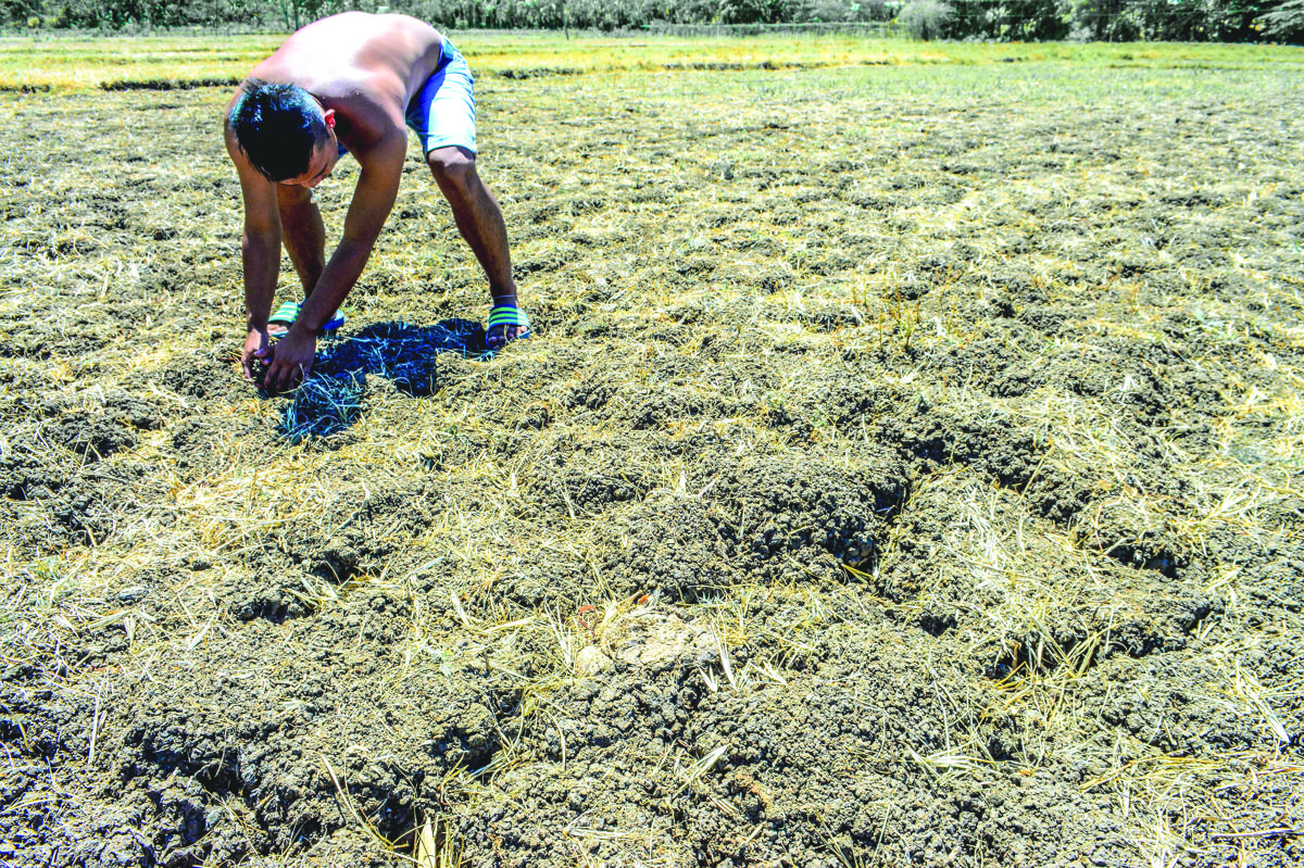 To defeat dry spell: ‘Harvest water’