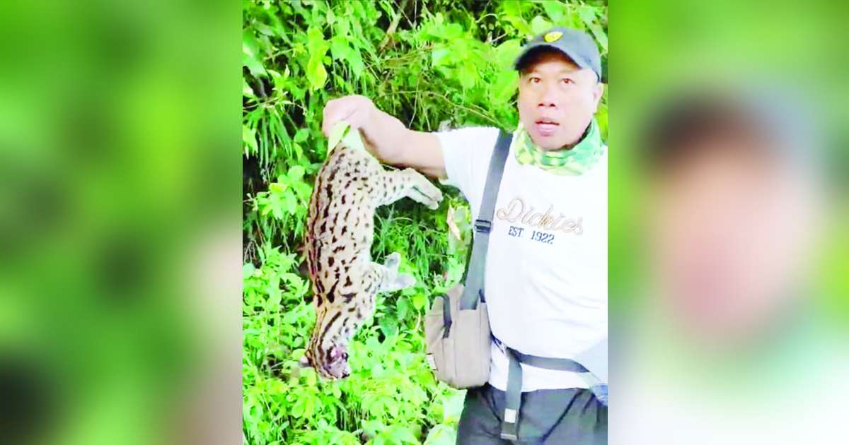Visayan leopard cat found dead
