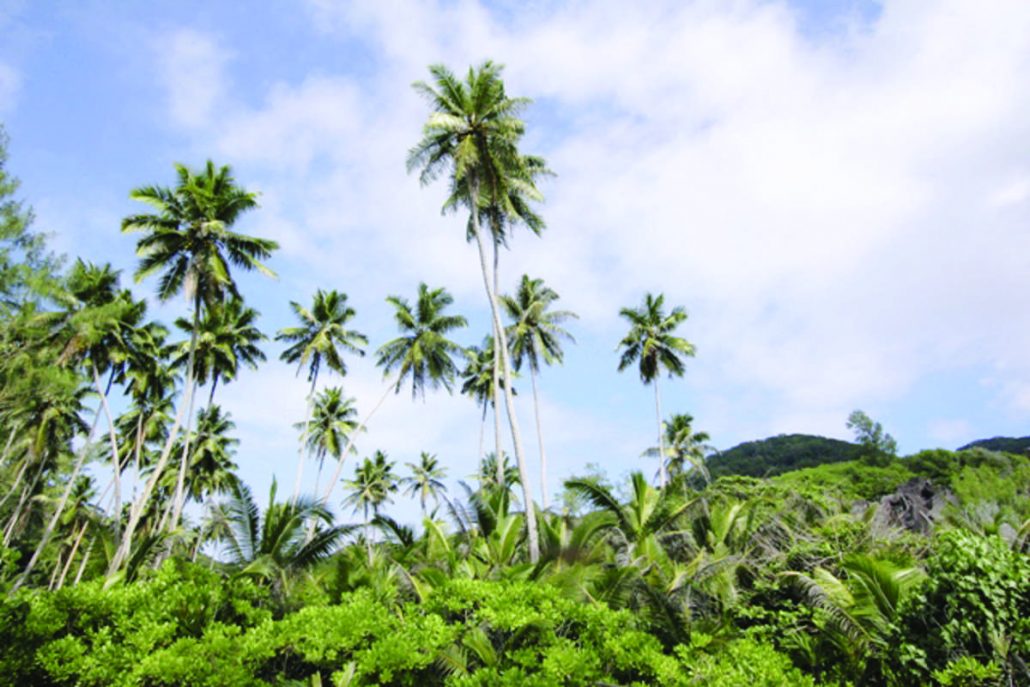 Cocolisap infests NegOcc coconut trees