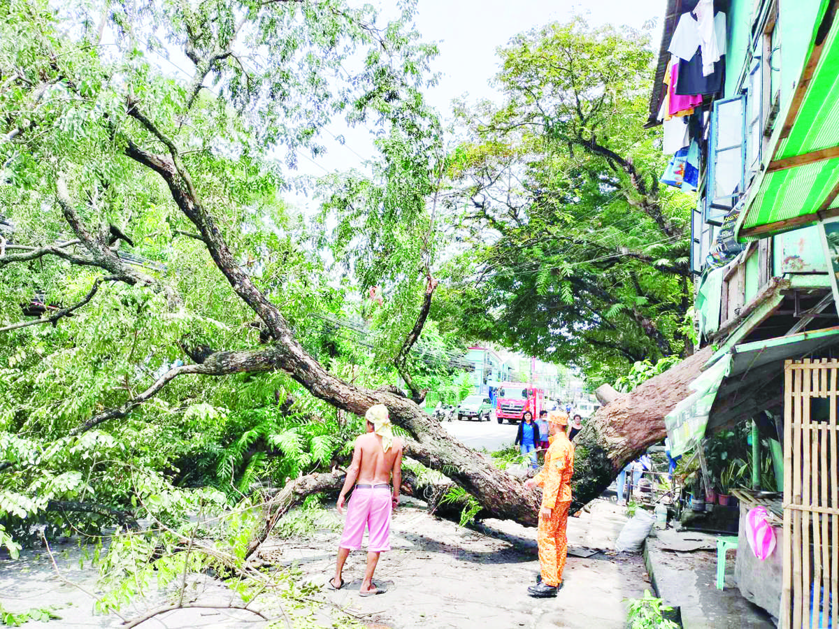 Narra tree in La Paz falls