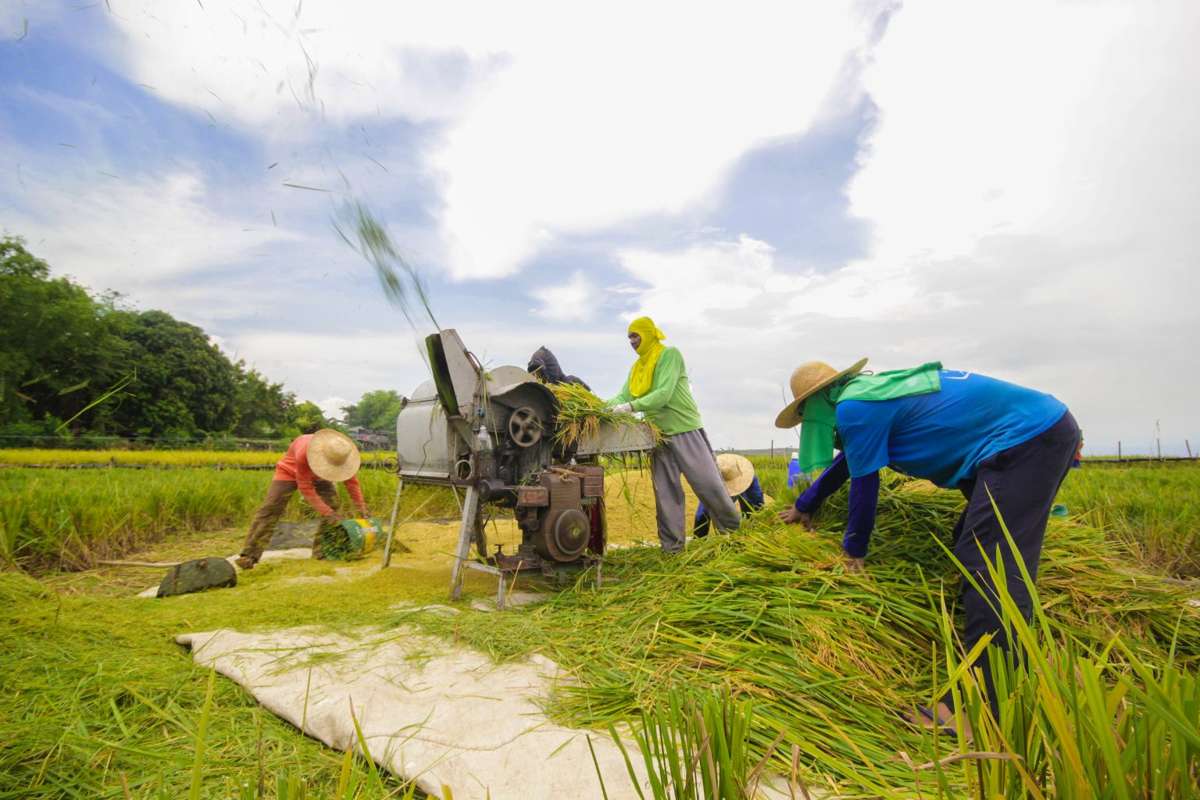 Traders offer higher price for early-harvested rice