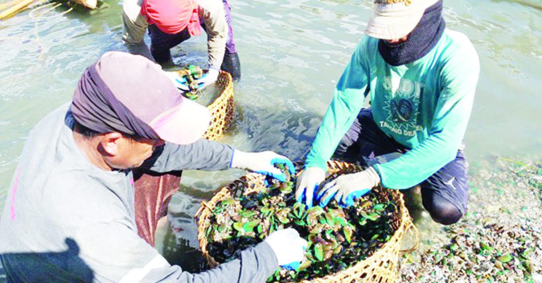 Red tide-hit shellfish growers get aid