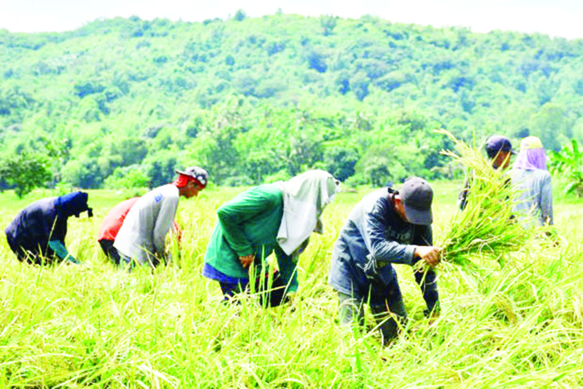 PH, Vietnam finalizing 5-year rice cooperation deal
