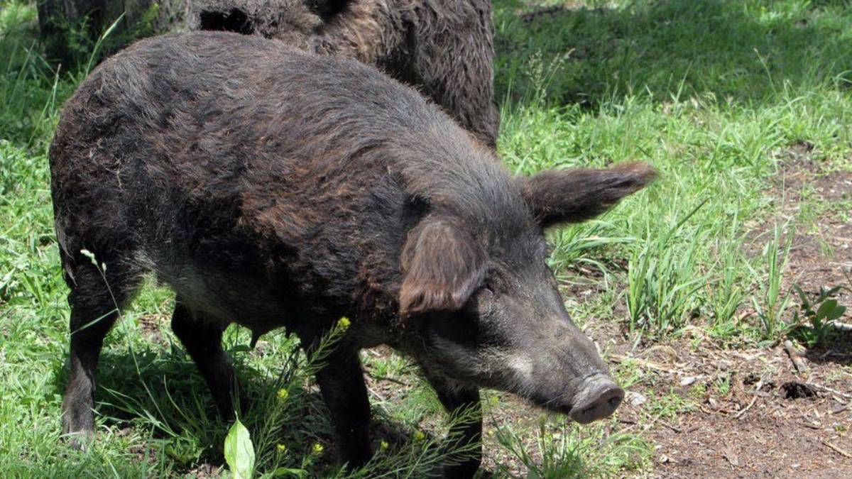 Nuclear weapons testing cause of radioactivity in wild boars – study