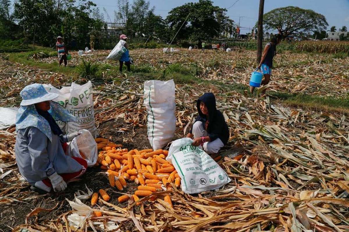 AI chatbot giving farmers tool to help navigate changing world