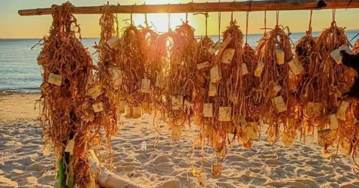 DA exploring seaweed's potential as cost-efficient animal fodder