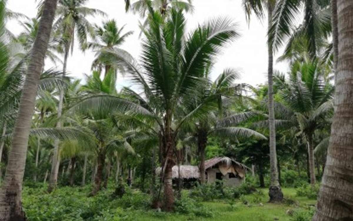Iloilo to host CoCaNut Congress