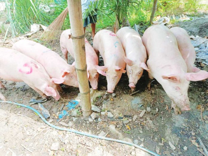 Financial relief in sight for NegOcc hog farmers