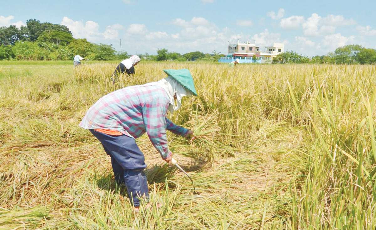 Sharp 14.66 percent drop in WV’s palay production in 3rd qtr of 2023