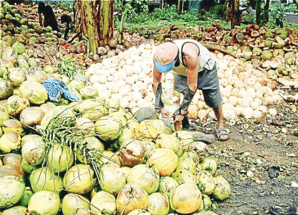 Coconut farmers to get P800M in gov’t aid