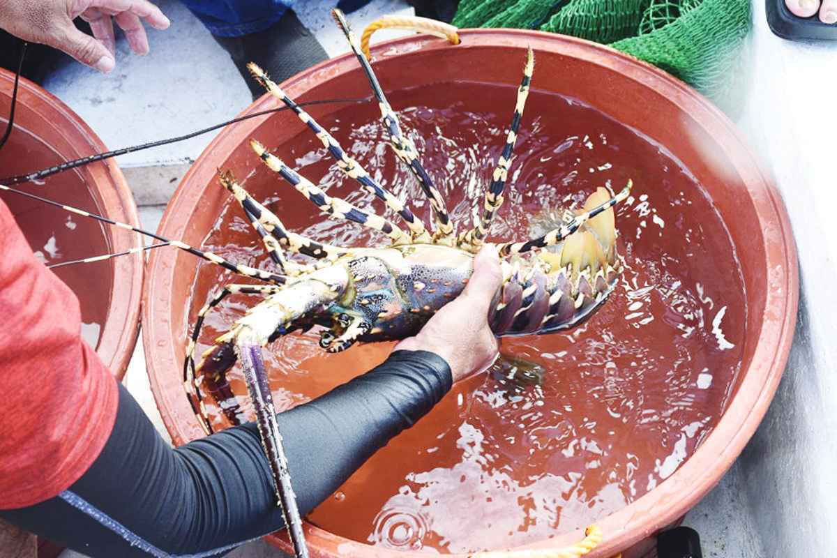 Sagay launches lobster breeding program