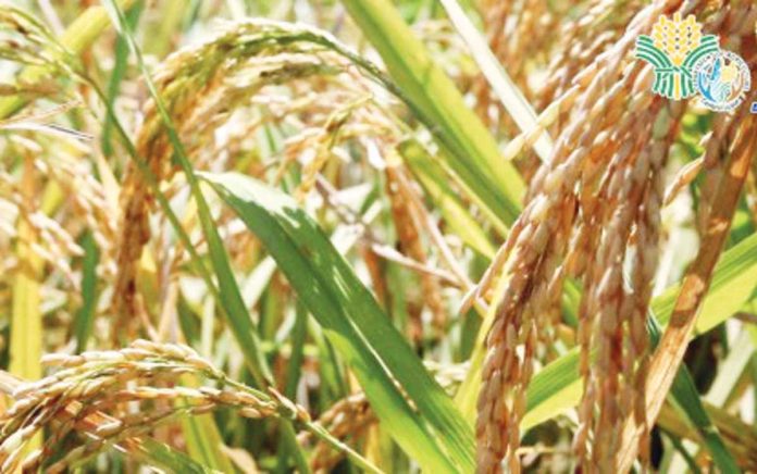 BOI to help in commercialization, promotion of local biofertilizer