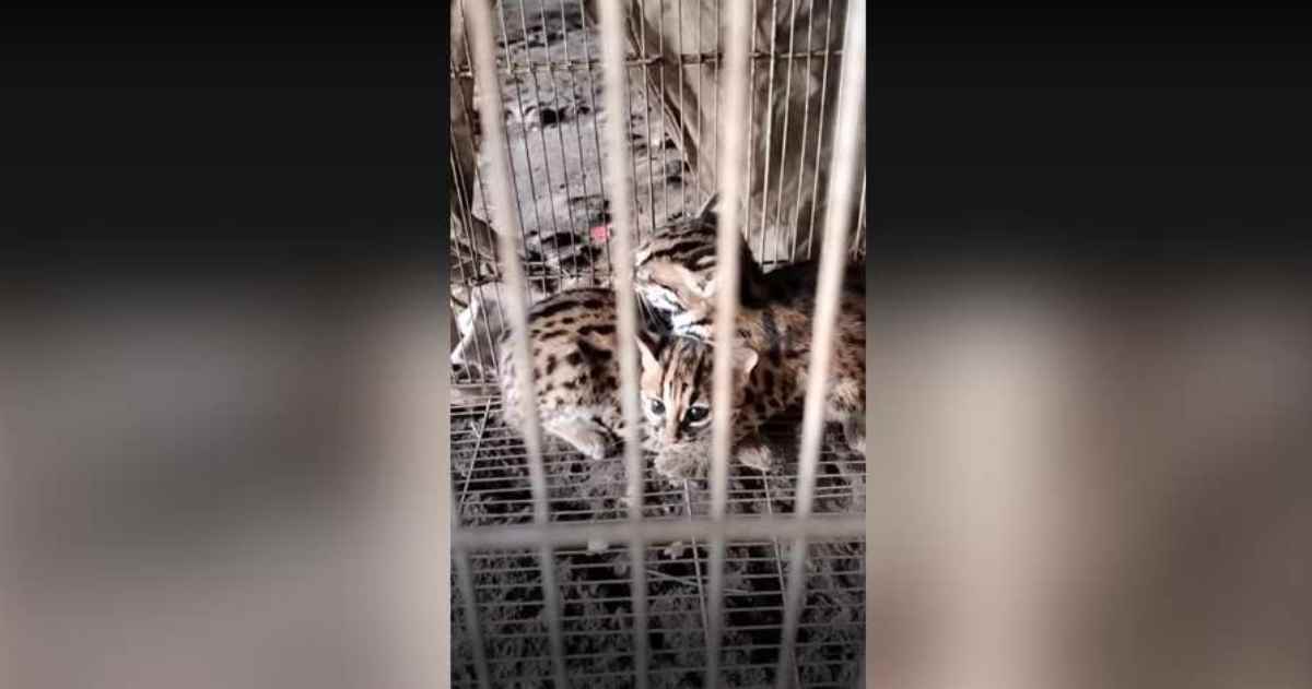 Visayan leopard cats rescued