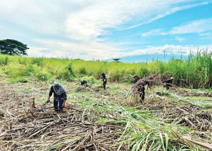 Sugar production in some areas affected by El Niño