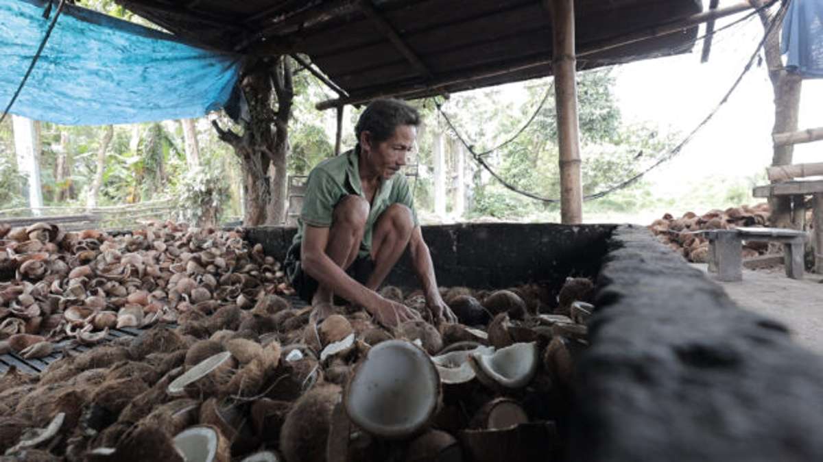 Dry spell brings hardship to coco farmers