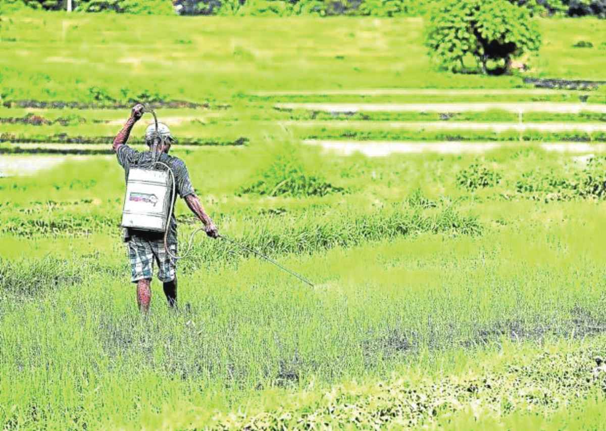 PH to adopt Vietnamese methods to hike rice production