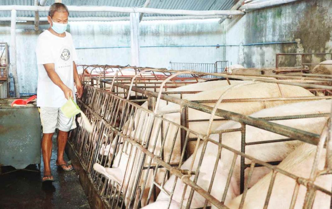 800 NegOcc hog raisers to receive cash aid